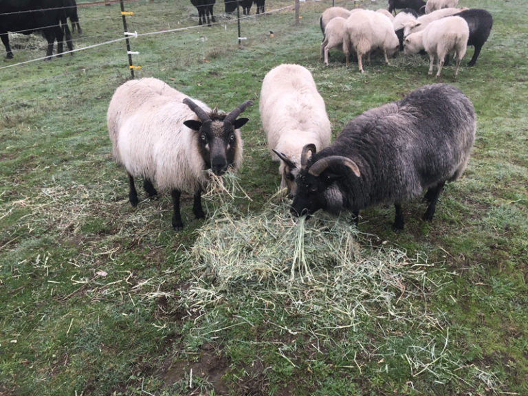 Grass-fed lamb available now! – Black Tansy Farm