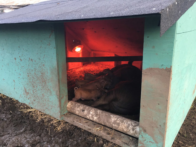 Farrowing huts for pasture-raised pigs! – Black Tansy Farm